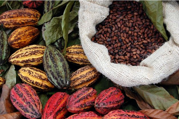 Where Chocolate Comes From – Amber Lyn Chocolates